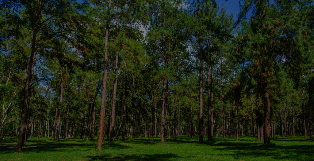 banner - Mid Carolina Timber Company